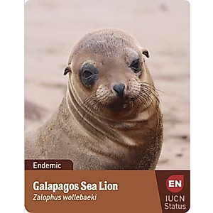 Galapagos Memory Game Land Animals Edition