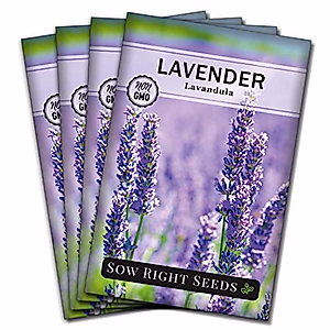 Sow Right Seeds - Lavender Seeds for Planting; Non-GMO Heirloom Seeds with Instructions to Plant and Grow a Beautiful Indoor or Outdoor herb Garden; Great Gardening Gift (4)