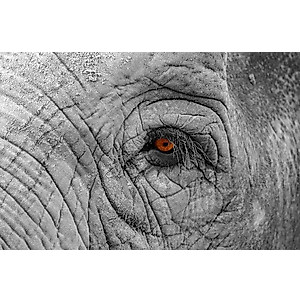 buyartforless Elephant Eye 36x24 Photographic Reproduction Canvas, Gray