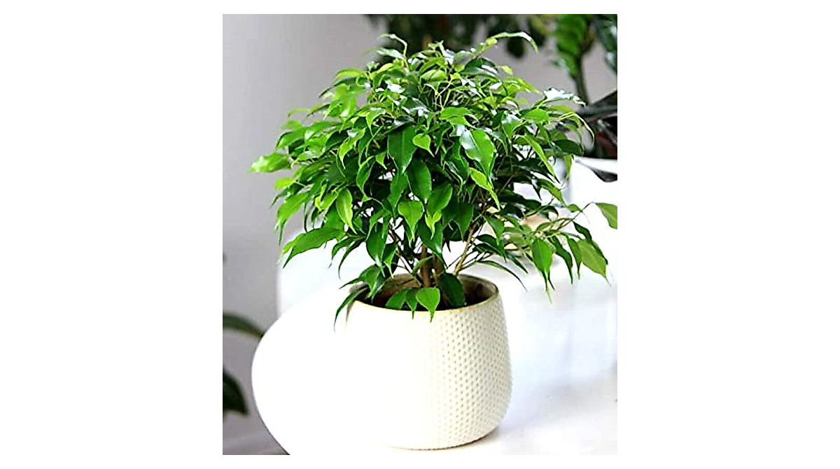Ficus Benjamina Bonsai Weeping Fig Tree Benjamin Fig Ficus Tree Java ...