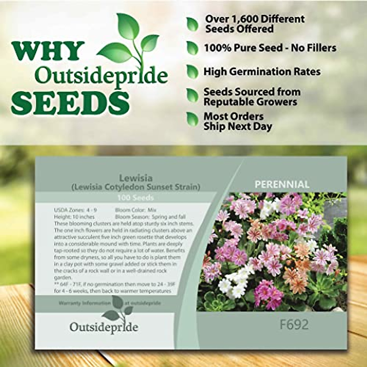 Outsidepride Lewisia Sunset Strain Garden Flowers Great for Pots, Containers, Baskets, Patios - 100 Seeds