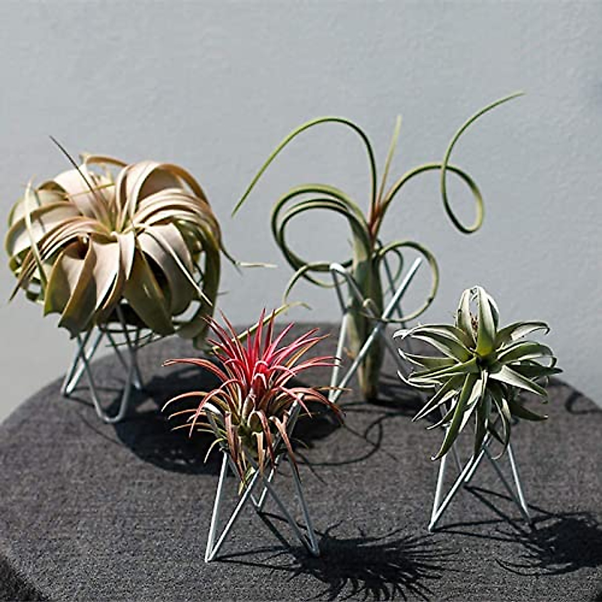 4 Packs Airplant Plants Holder Metal Base Geometric Air Plants Stand Tabletop Air ferns Planter Rack White Tillandsia Display Containers Himmeli Decor .