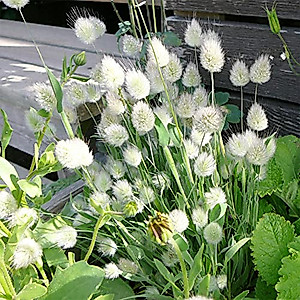 QAUZUY GARDEN 100 Bunny Tails Grass (Hares Tail) Seeds Ornamental Lagurus Ovatus Grass Hardy Drought-Tolerant Easy to Grow Low-Maintenance Great for Pot/Garden