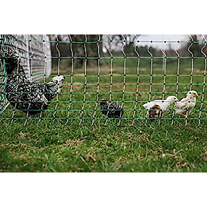 RentACoop Poultry Netting Electric Fence - Electric Poultry Enclosure for Chickens, Ducks, Turkeys - Suitable for 4 Week Old Chickens/Older and Adult Poultry - Energizer Not Included - 168' L x 48" H