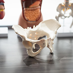 MonMed Life Size Female Pelvis Model, Hip Model – Female Anatomy Model, Hip Bone Pelvic Model Female Anatomical Model