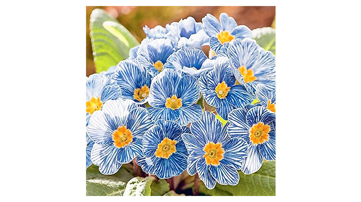 Primula 'Zebra Blue' Seeds: Easy Grow, Low Maintenance Perennial