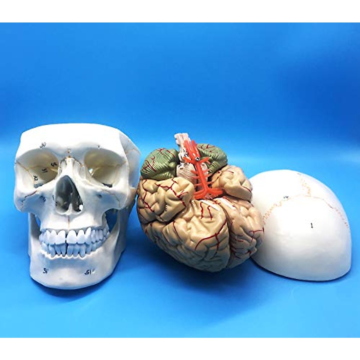 Learning Resources Human Skull and Brain Anatomical Model, Anatomically Accurate Human Skull and Brain Life Size Anatomy Model for Science Classroom Study Display Teaching Model