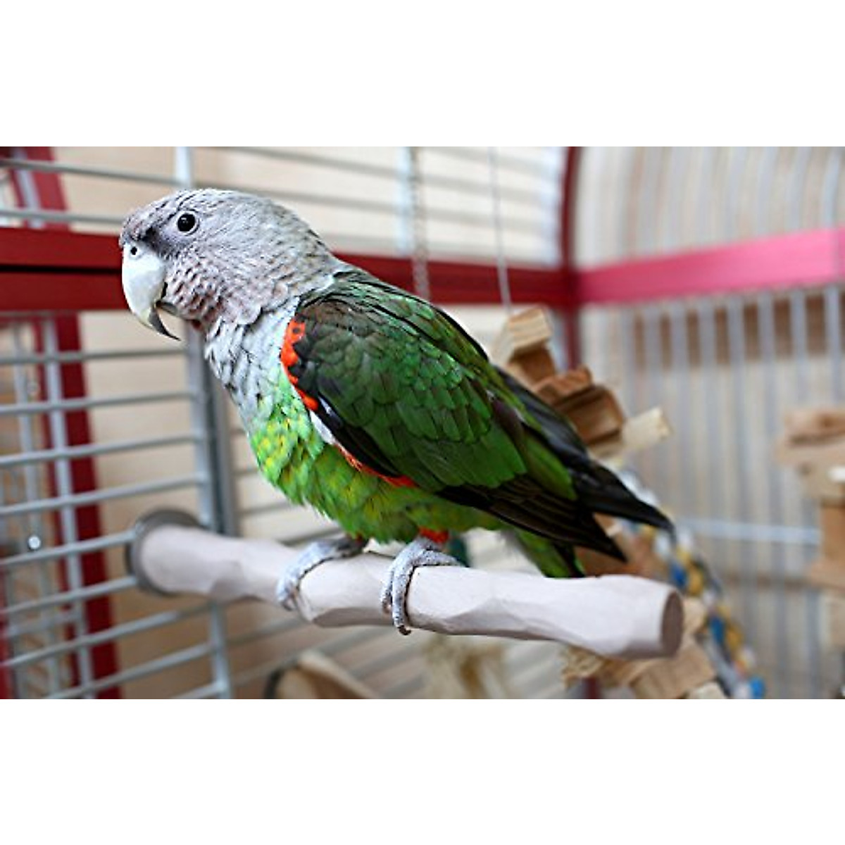 Geo NU Perch® for African Grey, Amazon, Cockatoo, Eclectus