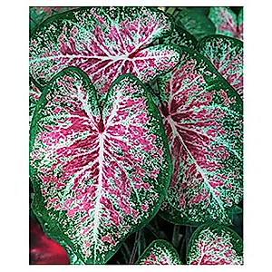 Pink Cloud Caladium - Bare Root - Zone 9-11
