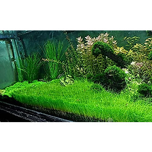 Aquarium Plants Live, Dwaf Hairgrass Plant for Gardening Indoor, 1 Clump, Ornaments Perennial Garden Simple to Grow Pot