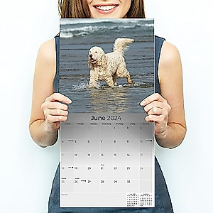 2023 2024 Labradoodle Calendar - Dog Breed Monthly Wall Calendar - 12 x 24 Open - Thick No-Bleed Paper - Giftable - Academic Teacher's Planner Calendar Organizing & Planning - Made in USA
