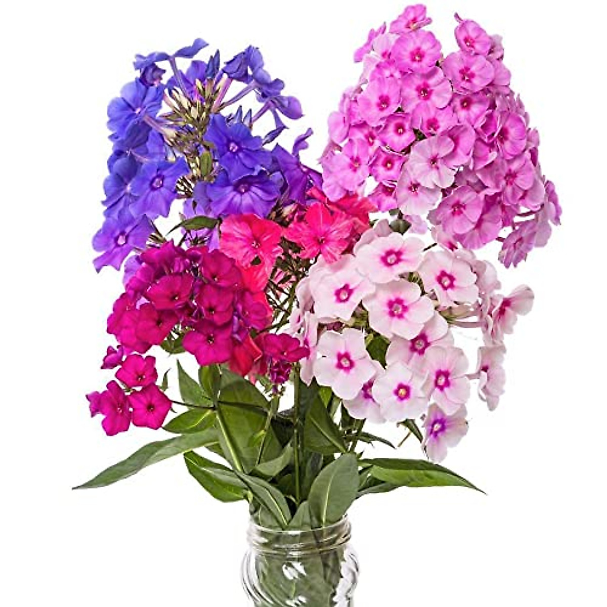 Dichmag 1000+ Phlox Seeds for Planting Mixed Color - Popstars Phlox Creeping Perennial Ground Cover - Annual Flower Seeds for Home and Garden, Blue