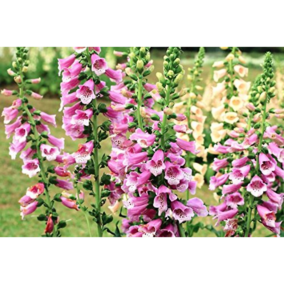 Foxglove Flower Seeds for Planting, 5500+ Heirloom Flower Seeds Per Packet, (Isla's Garden Seeds), Non GMO Seeds, Scientific Name: Digitalis