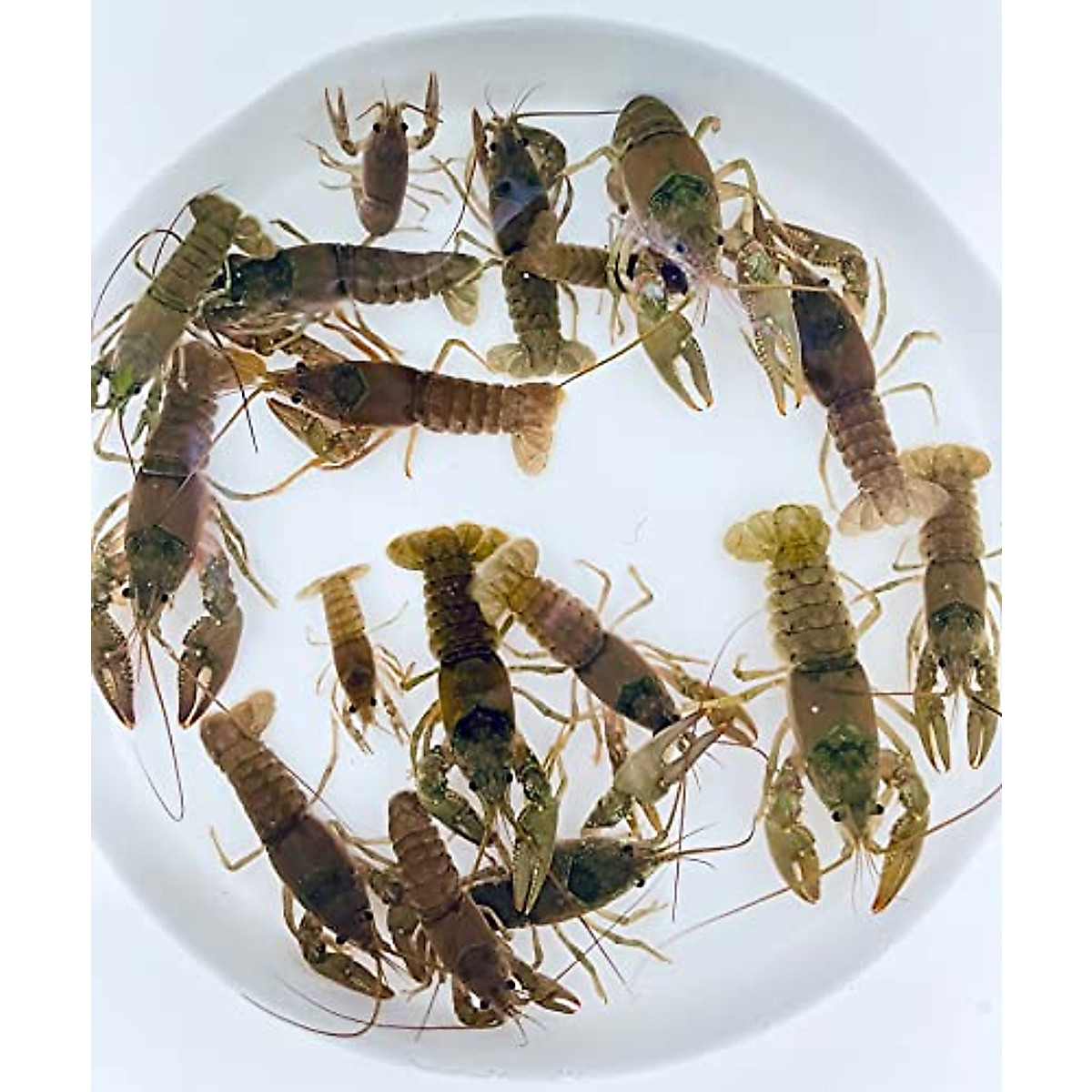 Toledo Goldfish Crayfish - Perfect for Ponds or Aquariums - 5 Count