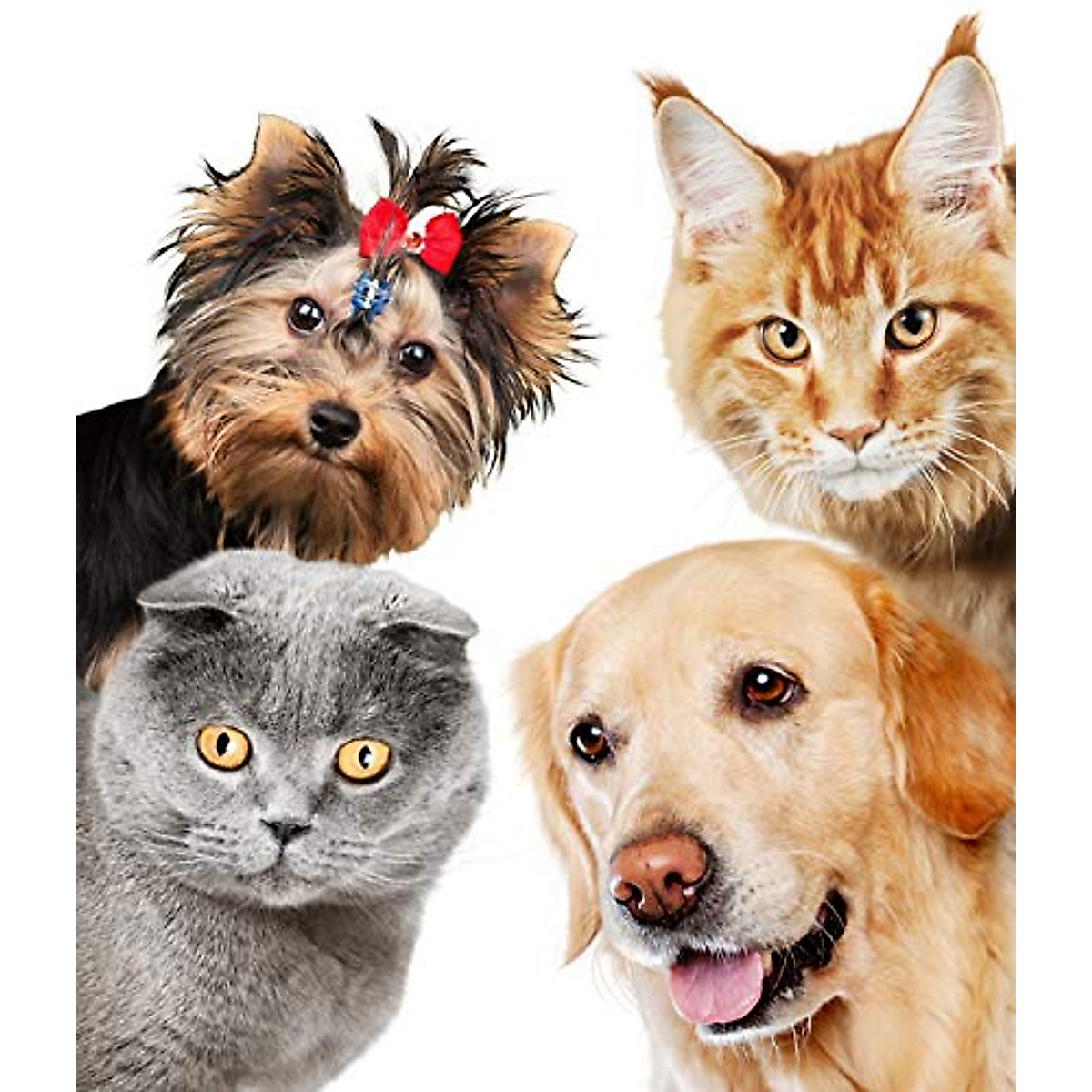 OLLOPETS Dental Spray, Organic Homeopathic Remedy for All Pets, 1 Fl Ounce