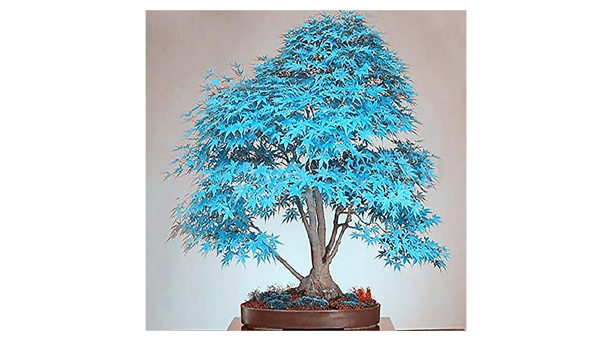 50Pcs Blue Japanese Maple Seeds - Ornamental Bonsai Tree