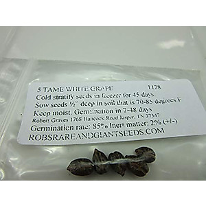 1128-Scuppernong/Muscadine,White,Tame (Vitis rotundifolia) Seeds by Robsrareandgiantseeds UPC0764425787334 Non-GMO,Organic,Historic Plants, Bonsai,1128 Package of 5 Seeds