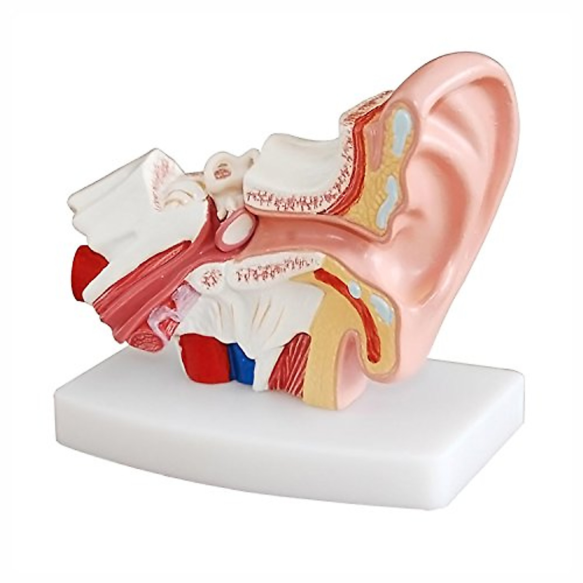 Doc.Royal Human Professional Desktop Ear Joint Simulation Model Medical Anatomy PVC Plastic Type DR-XF-102