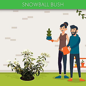 Brighter Blooms - Snowball Bush, 3 gal, No Shipping to AZ