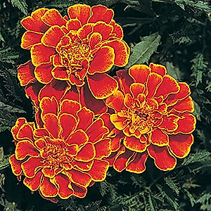 David's Garden Seeds Flower Marigold Queen Sophia 1278 (Orange) 100 Non-GMO, Heirloom Seeds