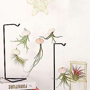 BUDDE 5 Pack Mini Sea Urchin Shell Hanging Pot-Air Plant Holder air Plant Hanging holdercute pots for succulentsin Cute Tillandsia Succulentwith Rustic Ropes