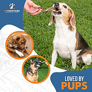 K9warehouse® - Curly Bully Sticks for Dogs - 5 to 8 inch, 6 Pack - High Protein, Odor Free Springs, Natural Pizzle Spiral Dog Chews - Perfect Treats for Small, Medium, Large Dogs - Rawhide Alternative