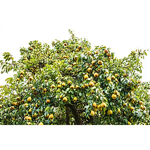 Pear Tree Seeds -20 Seeds - Grow Fresh Pears - Made in USA. Ships from Iowa