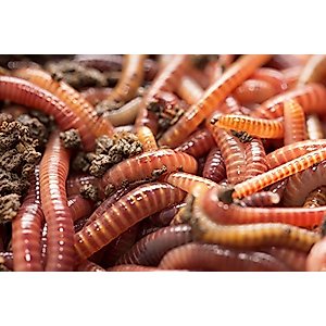 Red Wiggler Composting Worms 1/4 pound 250-400 Count Eisenia fetida