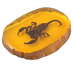 Garneck Amber Fossil Insect,Artificial Amber Insect Specimen Pendant Butterfly Scorpions Insects Amber Stone Ornament for Collection(Scorpion)