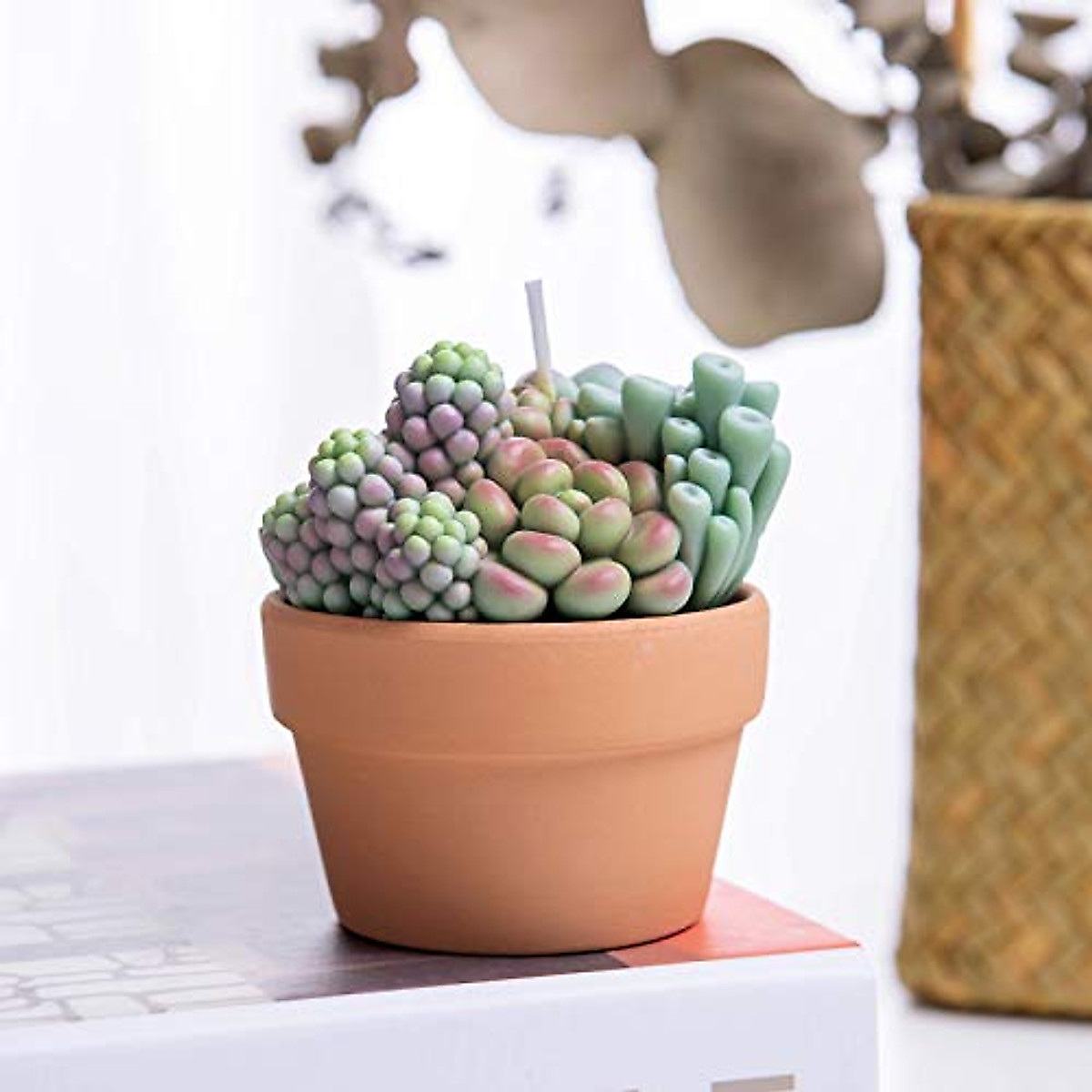 Assorted Succulent Pot Scented Candle for Spa Home Decoration Wedding Gift