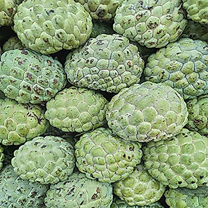 QAUZUY GARDEN Seeds - 20 Premium Custard Apple Buddha's Head Sugar Apple Sitafal Annona Cherimoya Fruit Tree Seeds, Non -GMO, Easy to Grow, Very Fresh Seeds