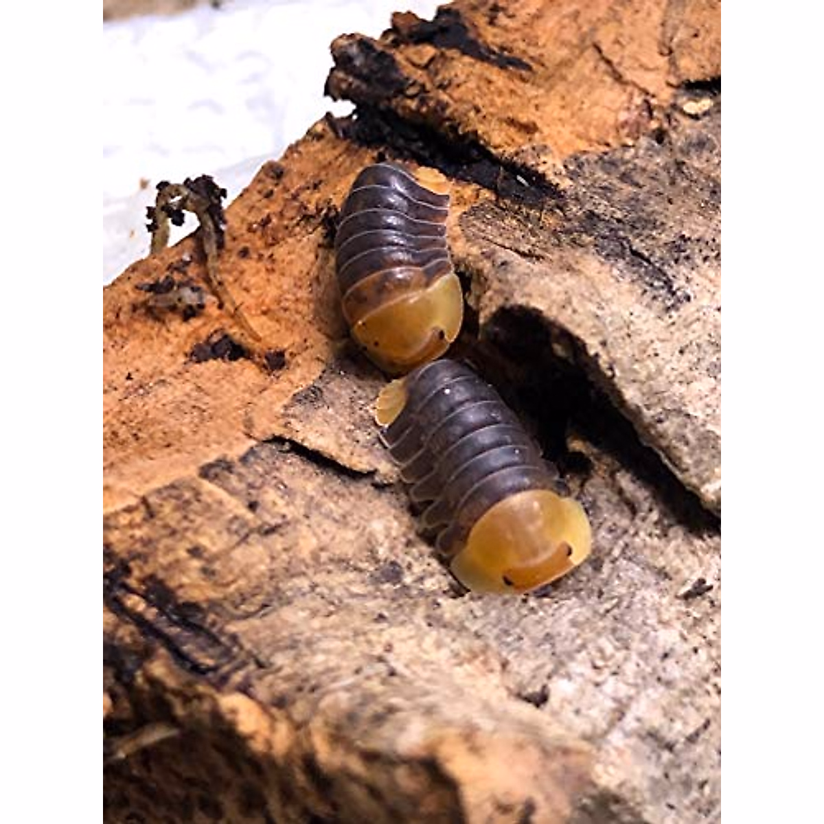 Bugzy Bugs Rubber Ducky Cubaris Isopods 5 Count Roly Poly Cleanup Crew for Insects Terrarium Reptile Pet Food