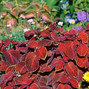 Park Seed Giant Exhibition Complete Mix Coleus Seeds, Popular Colorful Houseplants, Pack of 20 Seeds