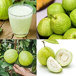QAUZUY GARDEN 15 Seeds Guava Psidium Guajava Tree Seeds Non-GMO Organic Guayaba Seeds Edible Plant Nutritious White Tropical Fruit Easy to Grow