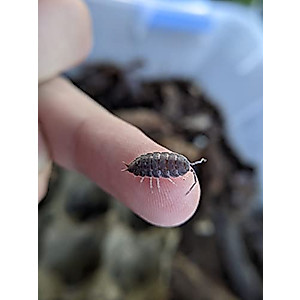 Ordinary Feed Live Powder Blue (Porcellionides pruinosus) Isopod - Cleanup Crew, Reptile & Amphibian Food (20 Count)