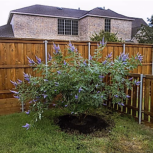 CHUXAY GARDEN 25 Seeds Vitex Agnus-castus 'Shoal Creek' Seeds,Chaste Tree,Monk's Pepper Tree,Chasteberry Hardy Deciduous Vase-Shaped Shrub Showy Accent Decorative Garden