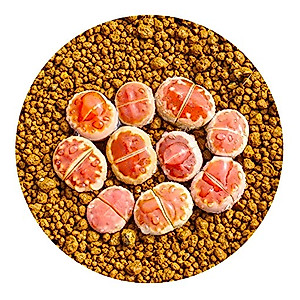 Pack of 3 Live Exotic Lithops Karasmontana V Mickbergensis VAR Red Top 3 Years Old Living Stone Plant Great Lithops Collector Item