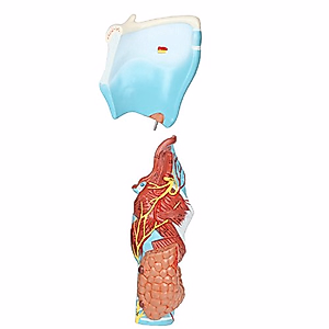 Axis Scientific Anatomy Model of Human Larynx | Model is 9 Inches Tall and 5 Times Life Size | Details Anatomy of Vocal Folds and Dissects Into 5 Parts | Comes with a Study Manual