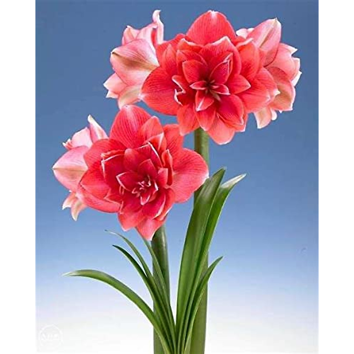 1pcs Amaryllis Bulbs Flowers Flowering Bulbs Exotic Beautiful Spectacular Flowers Bulb for Home Garden Planting.