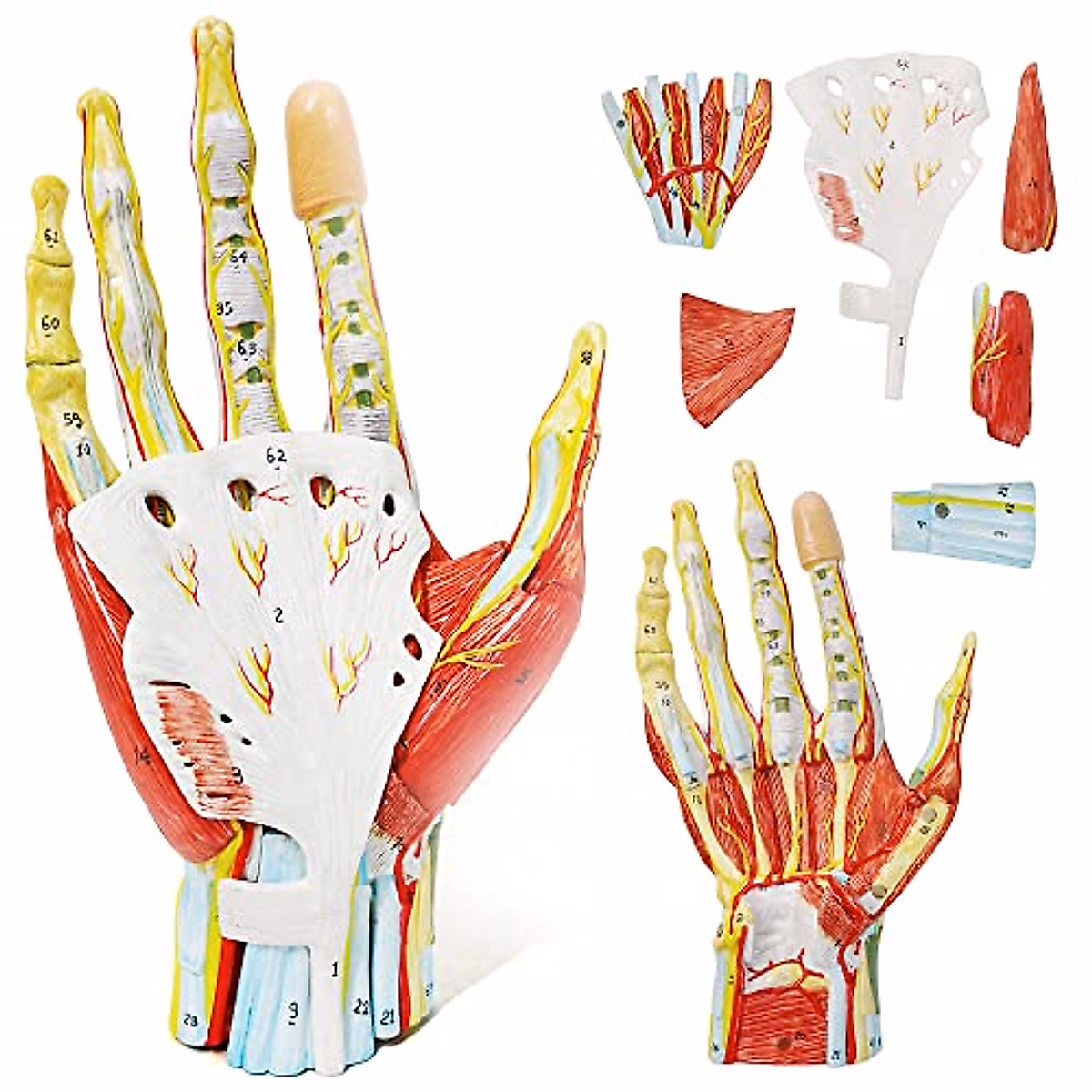 Evotech Numbered Hand Anatomical Skeleton Model W/Bones Muscles Ligaments Nerves and Blood Vessels, 7 Parts Life Size Medical Quality Hand Joint Easy Mounting for Medical Classroom Teaching Study