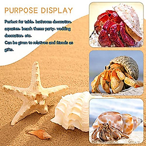WEOXPR 15 Pieces Hermit Crab Shells - 15 Kind Large Growth Turbo Seashells, Opening 0.8" - 1.5" Natural Sea Shells for Hermit Crab Supplies, Aquarium Decoration