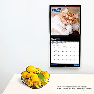 Cat Selfies | 2023 12 x 24 Inch Monthly Square Wall Calendar | BrownTrout | Pet Humor Kitten Feline