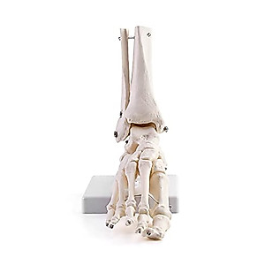 QWORK Human Foot Skeleton Model, Life Size Medical Anatomy Foot and Ankle Model, Right, Fully Articulated, for Medical Study & Science Classroom