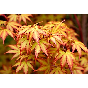 Little Sango Dwarf Coral Bark Japanese Maple Acer palmatum 'Little Sango' Coral Red Bark is Bright Red, Year Round Beauty Live Plant