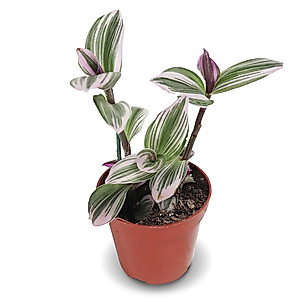 California Tropicals Pink Tradescantia - Rare Nanouk - Live Houseplant Potted in Soil with Rooted Leaves - Easy Care Indoor Outdoor Plant, Mini Tiny Tropical Plant Garden, 4 inch Pot