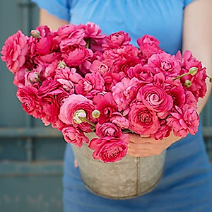 Ranunculus Bulbs - Bonbon - 100 Bulbs - Red Flower Bulbs, Corm Attracts Bees, Attracts Pollinators, Easy to Grow & Maintain, Fragrant, Container Garden