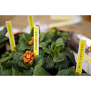 Brother P-touch Home and Office Labeler (PT-D200)