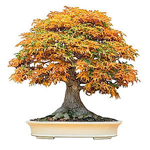 Bonsai Tree Seeds, Trident Maple | 20+ Seeds | Highly Prized for Bonsai, (Acer buergerianum) 20+Seeds
