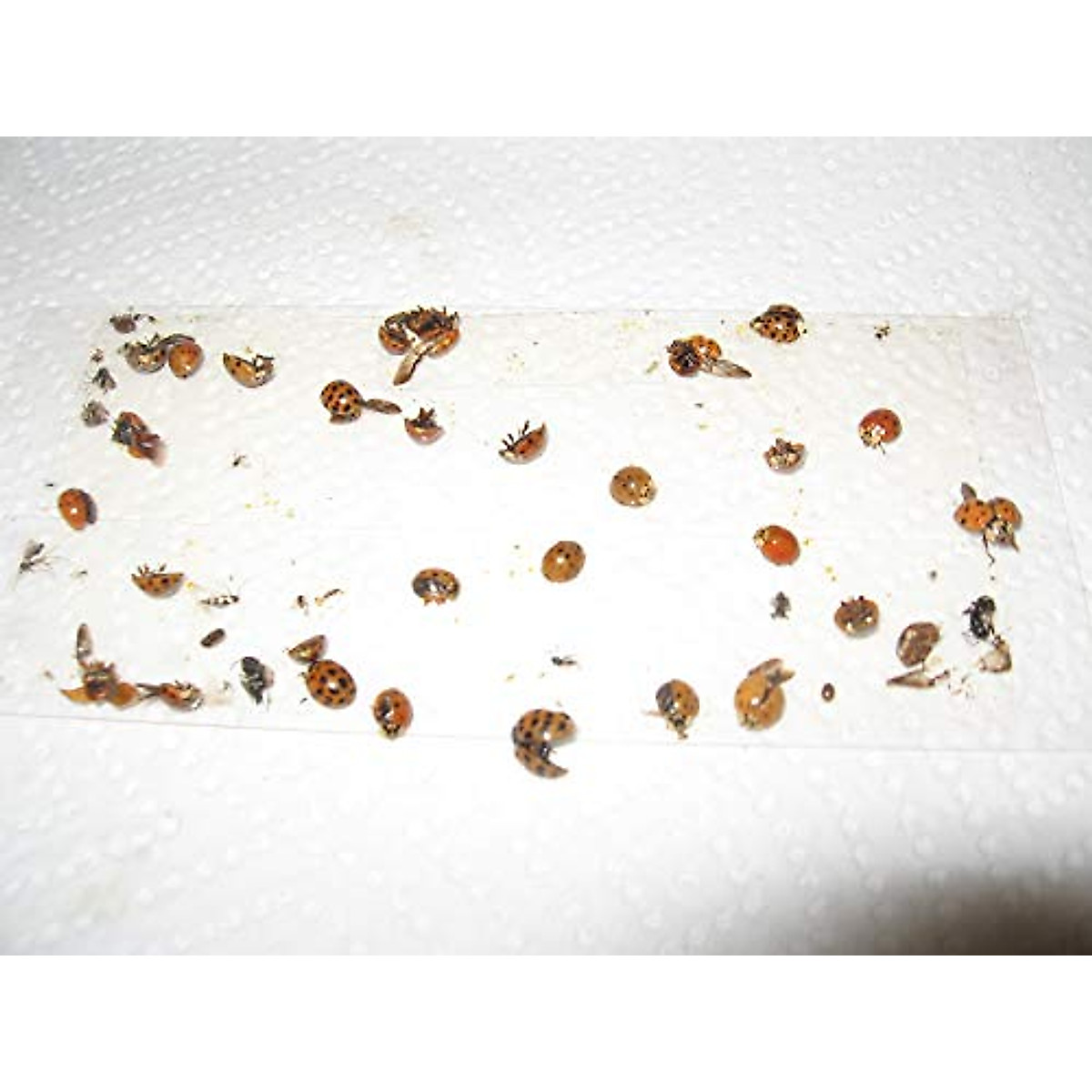 10 Pk Camel Cricket/Roach/Scorpion Sticky Traps