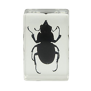 Celestron 44407 3D Bug Specimen Kit #1 (Black, Brown, Yellow)